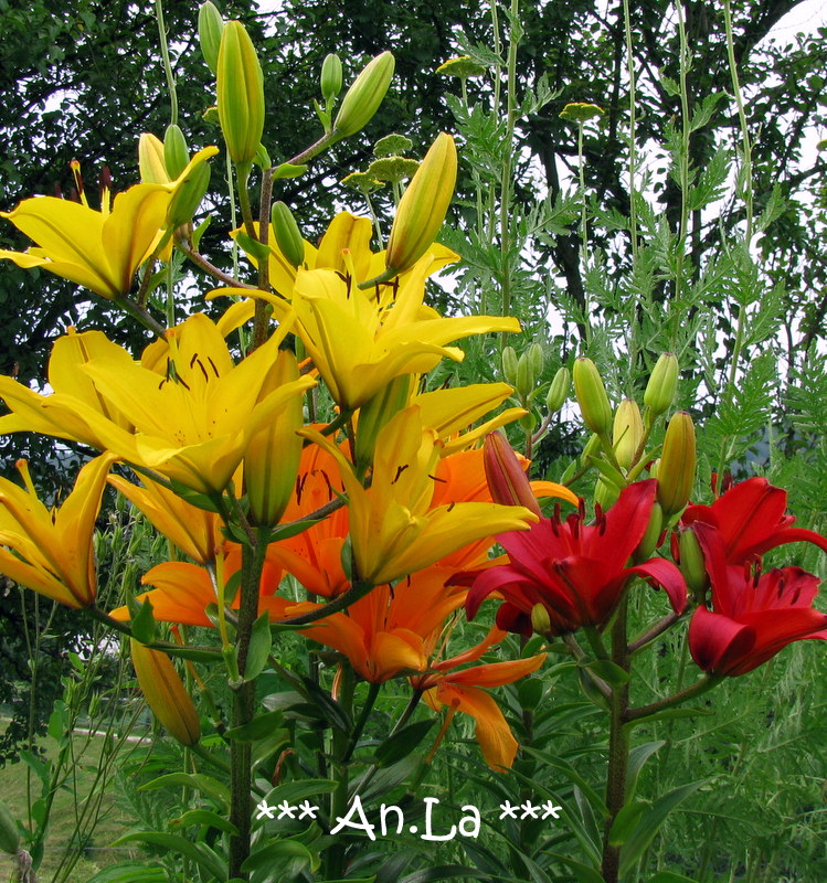 Vse lepote narave: Poletje