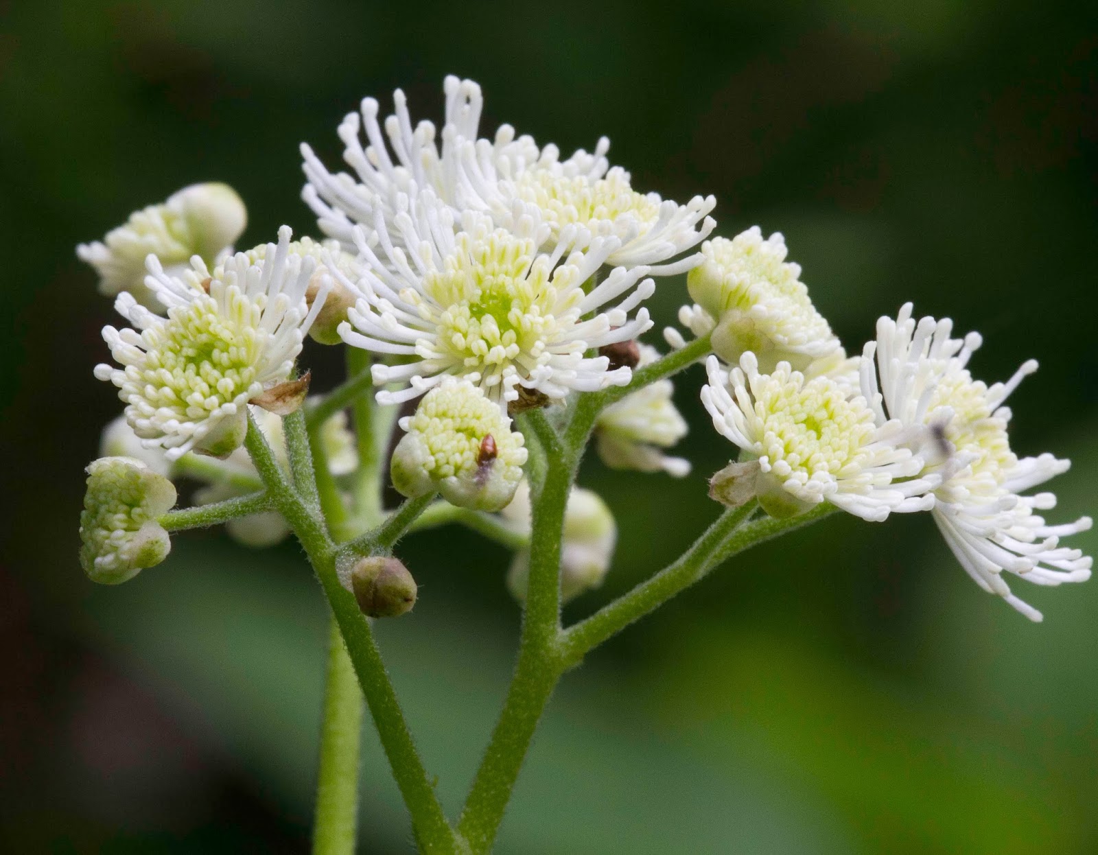 NWflora: False Bugbane, Trautvetteria caroliniensis