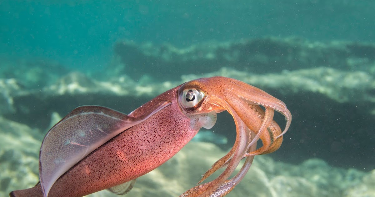Underwater Photography Gallery: Common squid (Loligo vulgaris) in ...