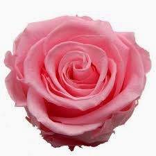 Signification de la couleur des roses | Avenue Romantique