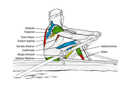 NotiREMO: Montevideo Rowing Club: Beneficios del Remo.
