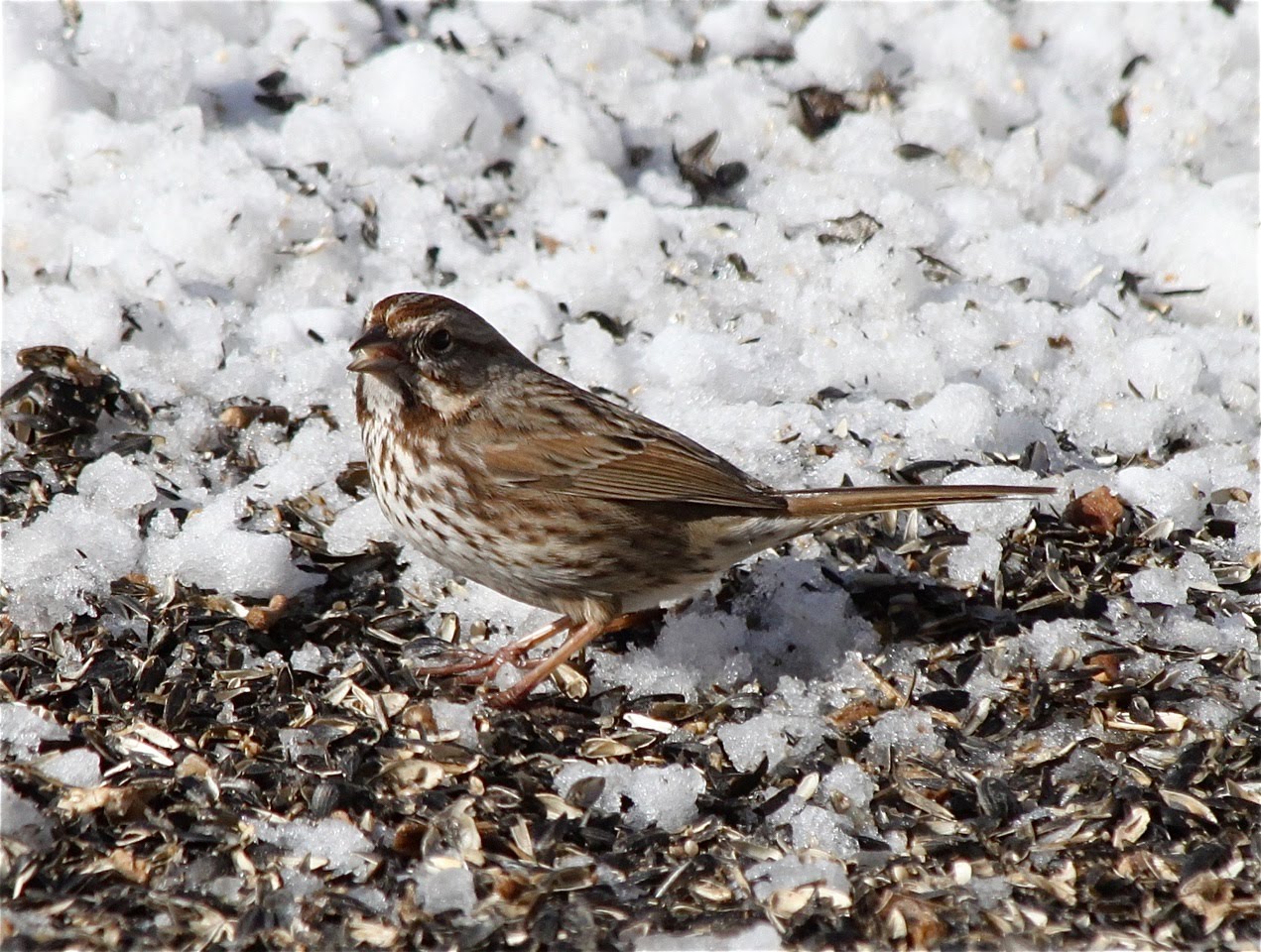 Rural Chatter: Birds, Nature and Environment: One Lifer and One New ...