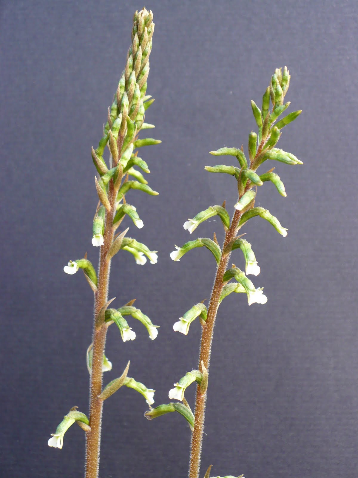 ORQUÍDEAS DE SALTA - ARGENTINA: Cyclopogon elegans Hoehne