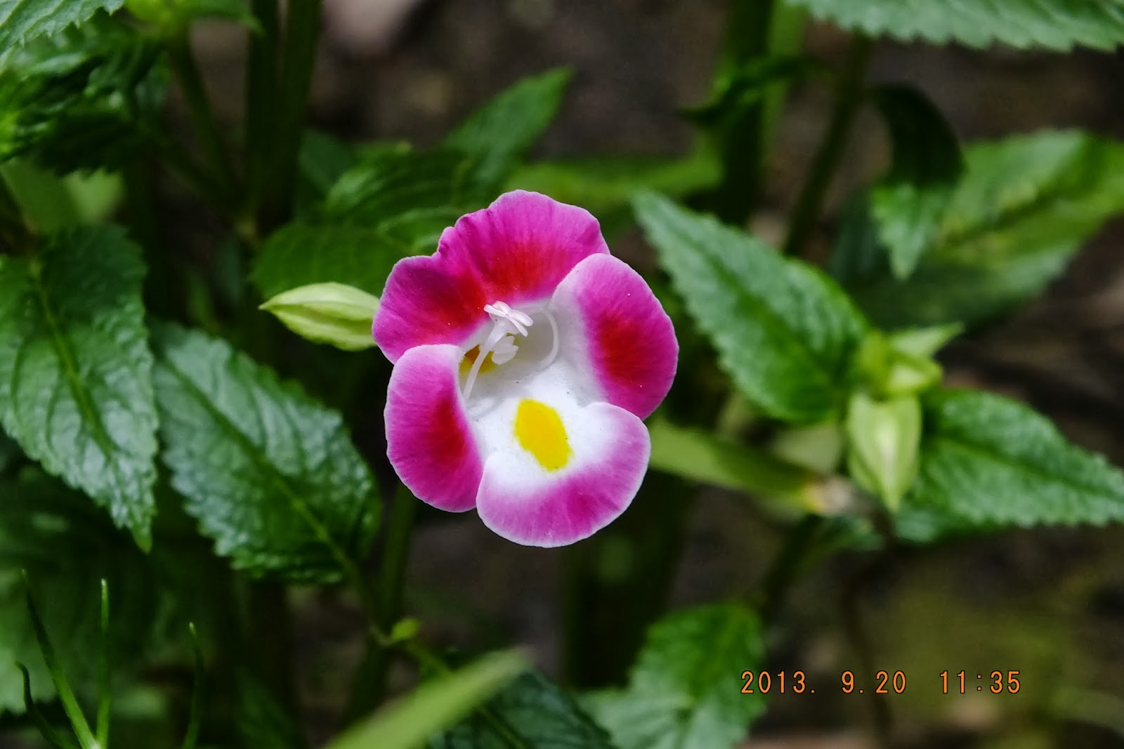 Photography with Dr. Ernie.: Flower; torenia fournieri wishbone ...