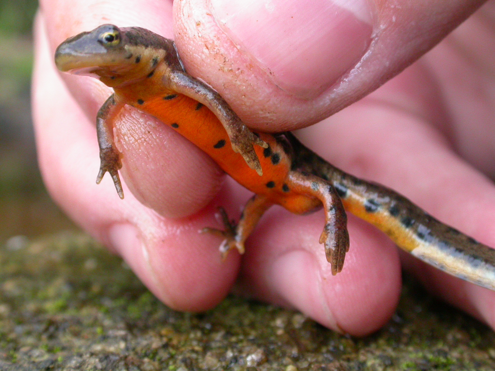 El blog de Javier Atrio: Tritones