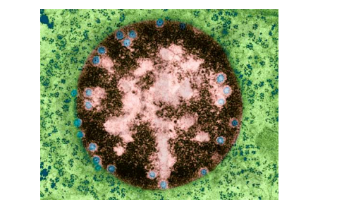 Komponen Sel Eukariotik dan Fungsinya (Nukleus dan Sistem Endomembran ...