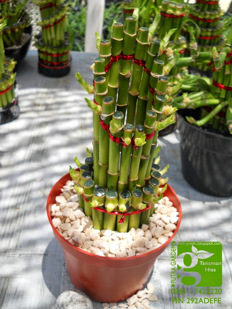 13+ Pot Bambu Bali, Keren Abis!