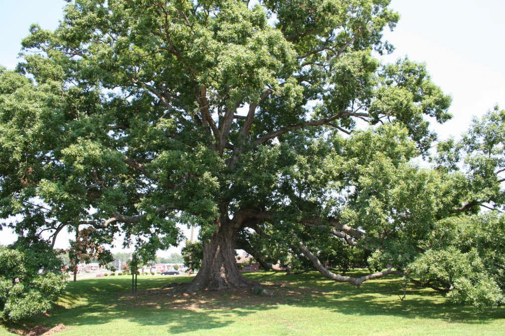 Thoughts To Ponder: The Birthing Tree