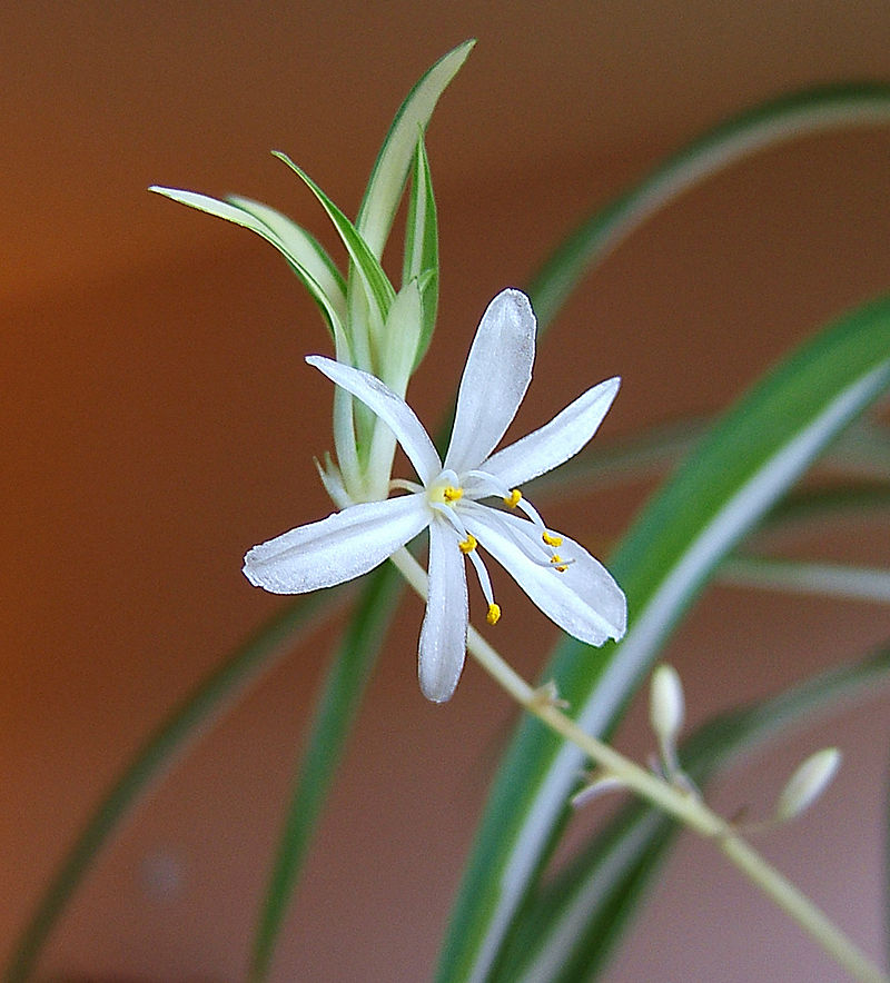 Gardening in Africa: Hen-and-Chickens - Chlorophytum comosum