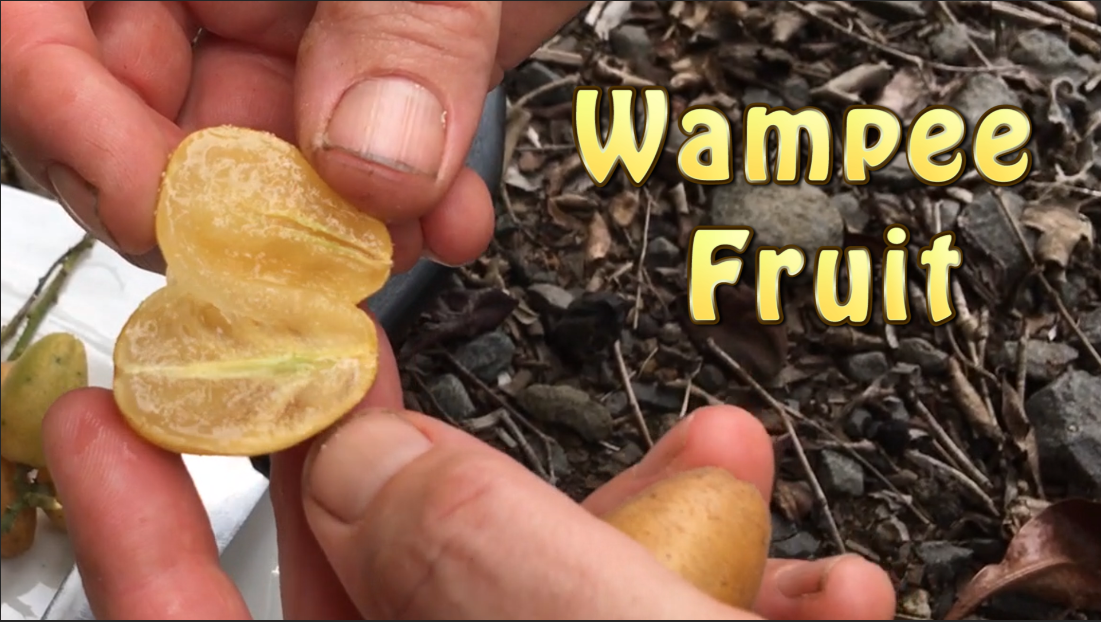 Daleys Fruit Tree Blog: Grafted Wampee Fruit Trees - Guy Sam