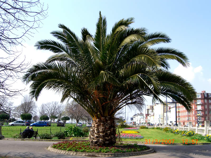 ARTE Y JARDINERÍA : PALMERA CANARIA. Phoenix canariensis