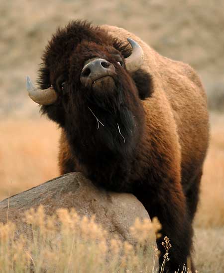 SUPER ANIMAL: Bison