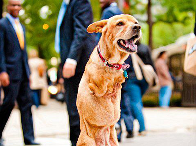 OVERCOMING THE ODDS: Faith the Dog