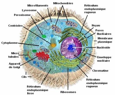 Biologie Cellulaire: CELLULES EUCARYOTES