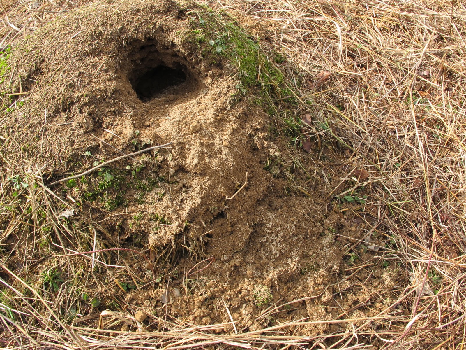 Blue Jay Barrens: Ant Mound Predation