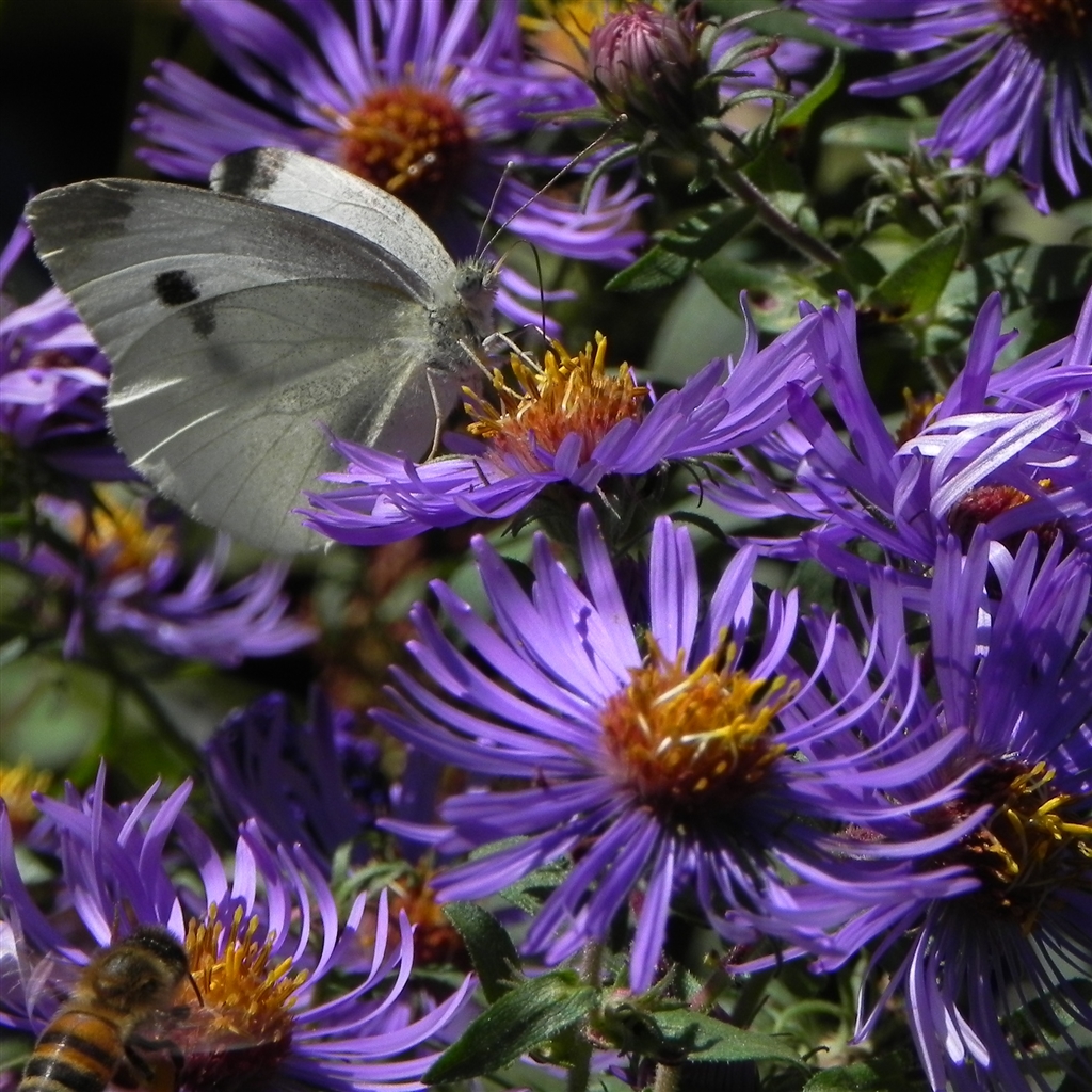 Power of the Flower: White Sulfur Butterfly on a New England Aster
