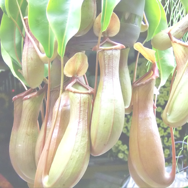 Deretan Contoh Gambar Bunga Kantong Semar yang Lagi Viral - Informasi ...