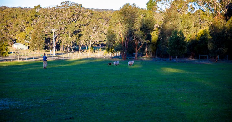 Foxs Lane: catching sheep in 25 steps