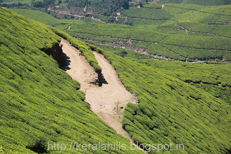 Kerala Hills