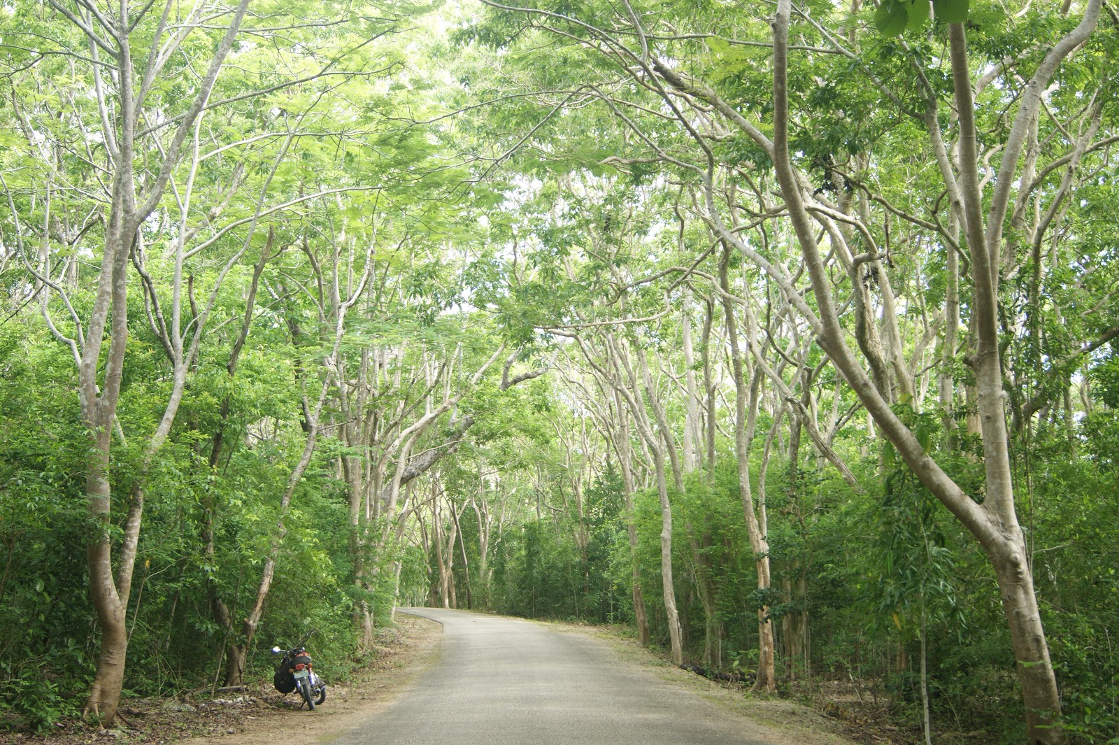 molave tree - philippin news collections