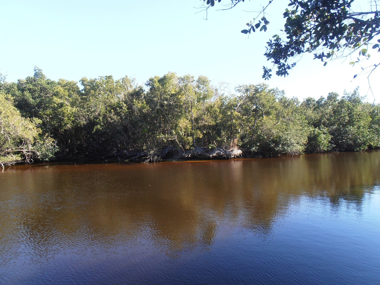 American Travel Journal: Buttonwood and Bear Lake Canals - Everglades ...