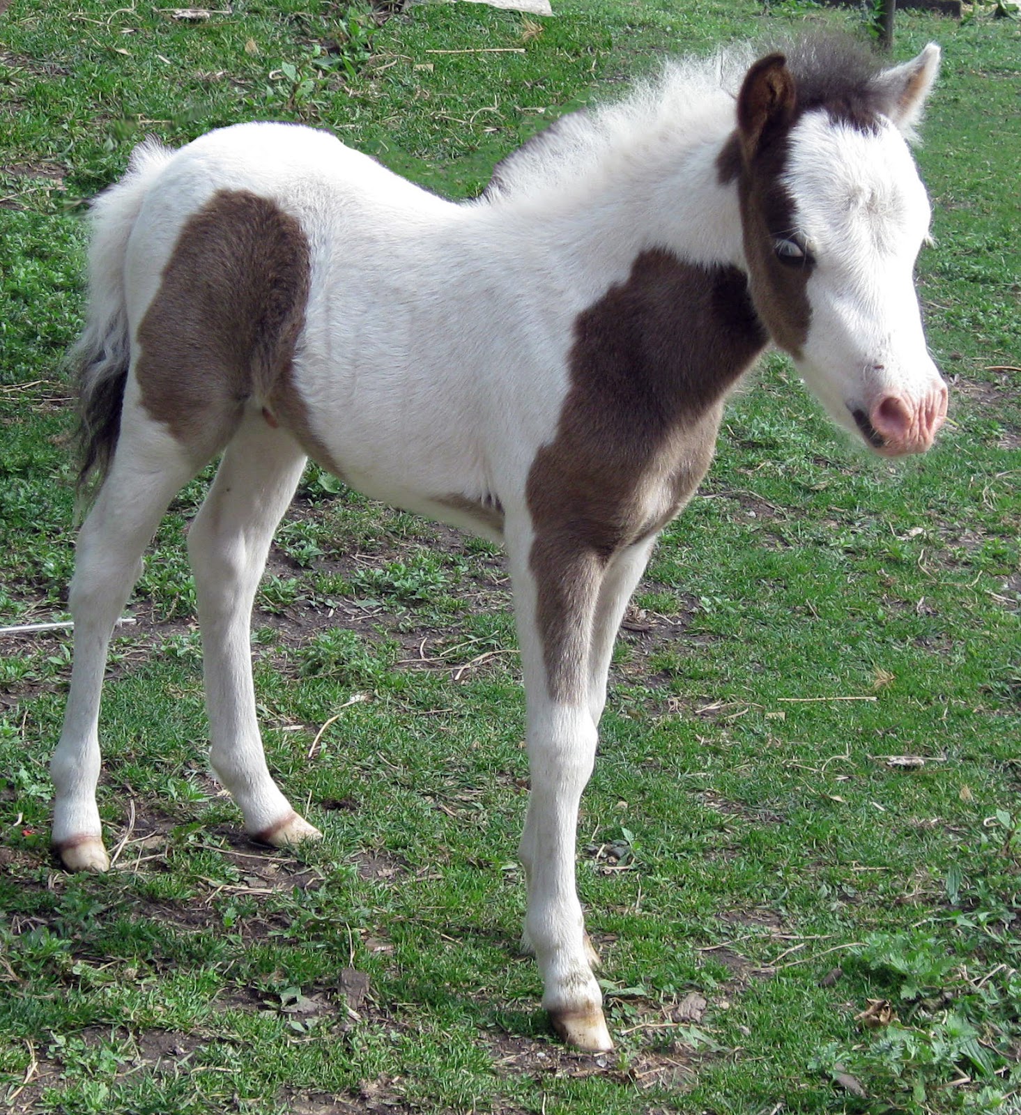 Toad Hill Miniature Horses: Tovero Foal? - Got that Right!!