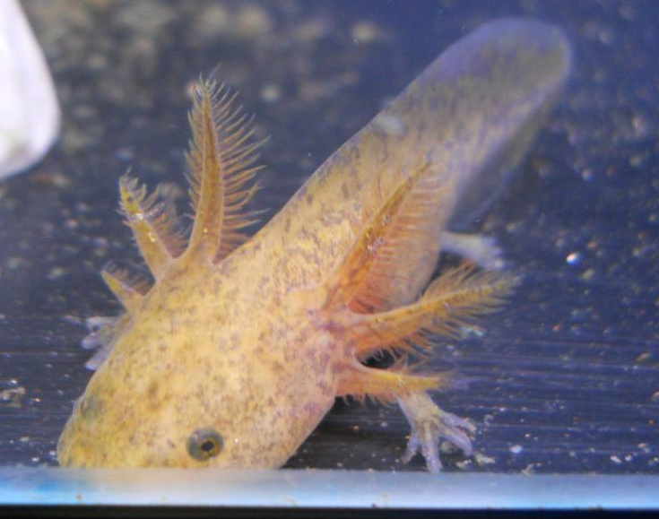All About Axolotls: My Axolotls