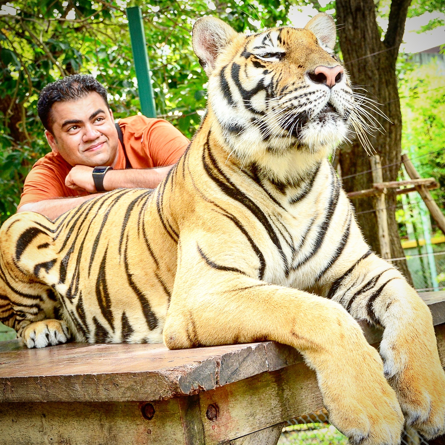 Tiger kingdom experience Phuket Thailand - TRAVEL INFO