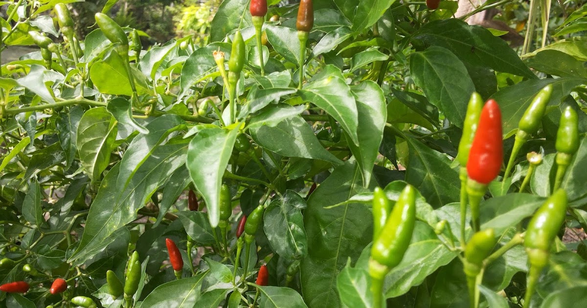 Halamang Gamot - Siling Labuyo - KeyzoneBlog