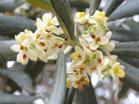 The World´s Tree Species: Olive flower inflorescence