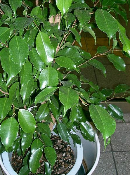 Flora de Puerto Rico Ilustrada Papo Vives: MORACEAE FICUS BENJAMINA ...