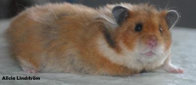 Färger | Guldhamster Hörnan