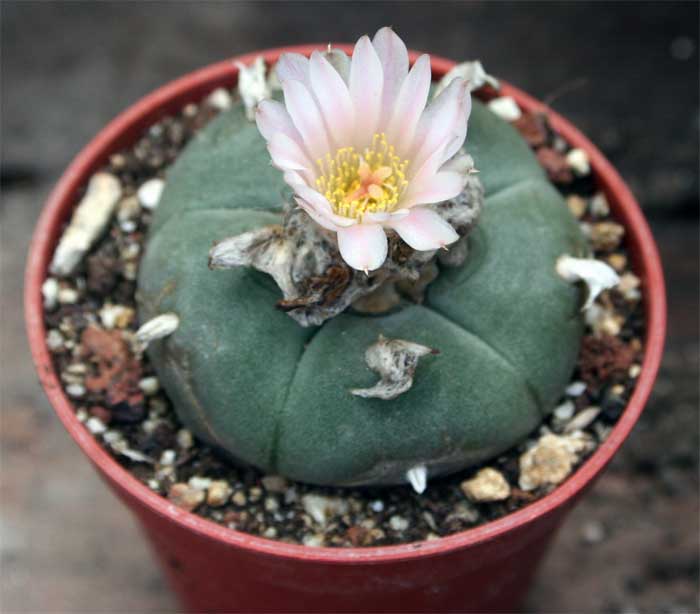 Higher Perspective: Peyote as Medicine – The Power of Native Plants to Heal