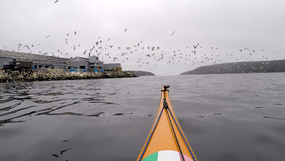 My Newfoundland Kayak Experience: The crown jewel of the Southern Shore ...