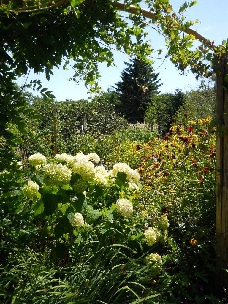 Anemone Times: Chickadee Hill Flowers