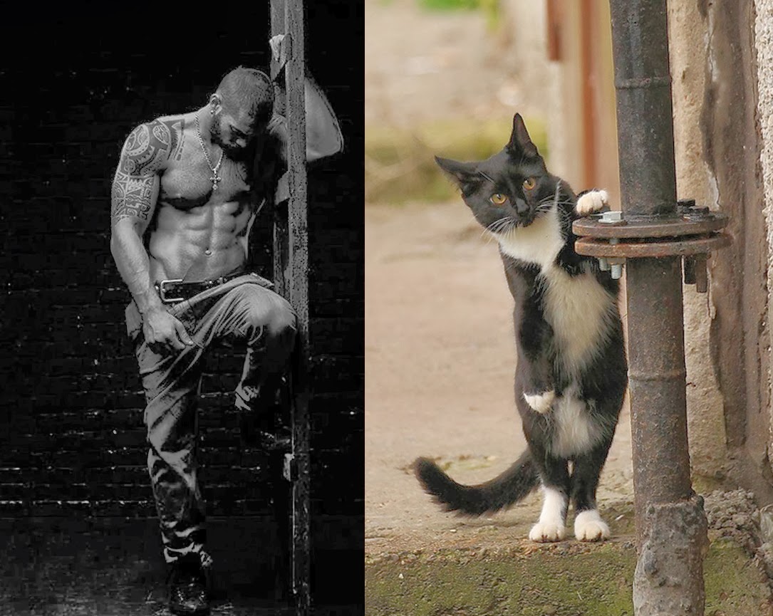 Interesting & Funny: See These Sexy Men and Their Cat Twins in ...