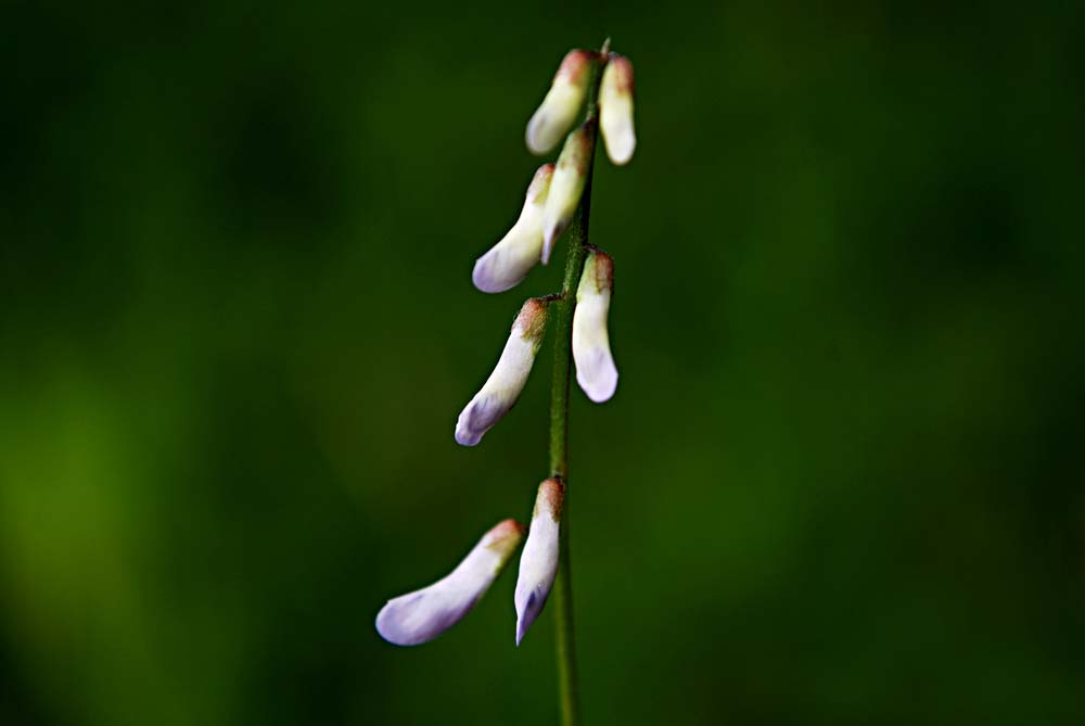 Space Coast Wildflowers: Orlando Wetlands Park, April 13, 2012
