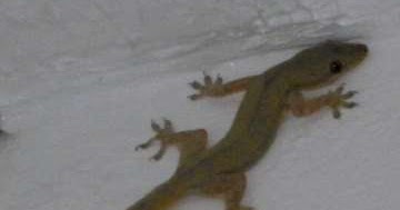 The Philippine Urban Legends