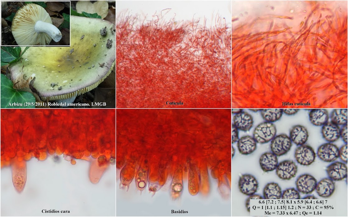 Microscopía de hongos. Vol 4. O - R: Russula romellii
