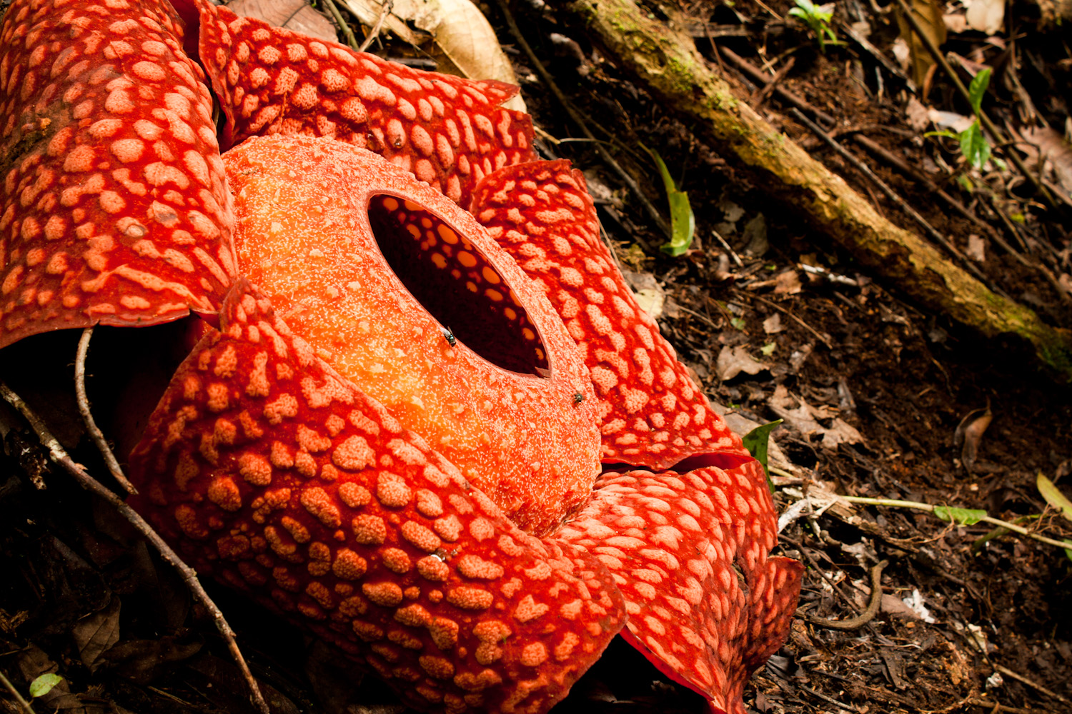 AlifGold: Cincin Rafflesia?