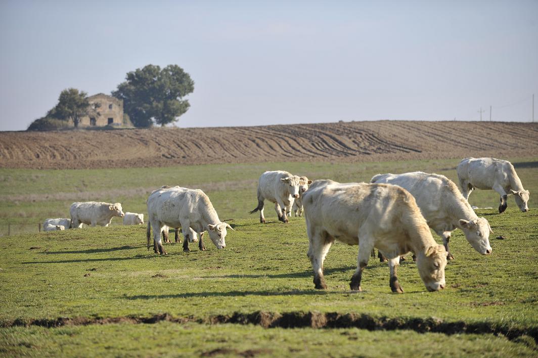 Azienda Agricola SANSONI: L'allevamento biologico