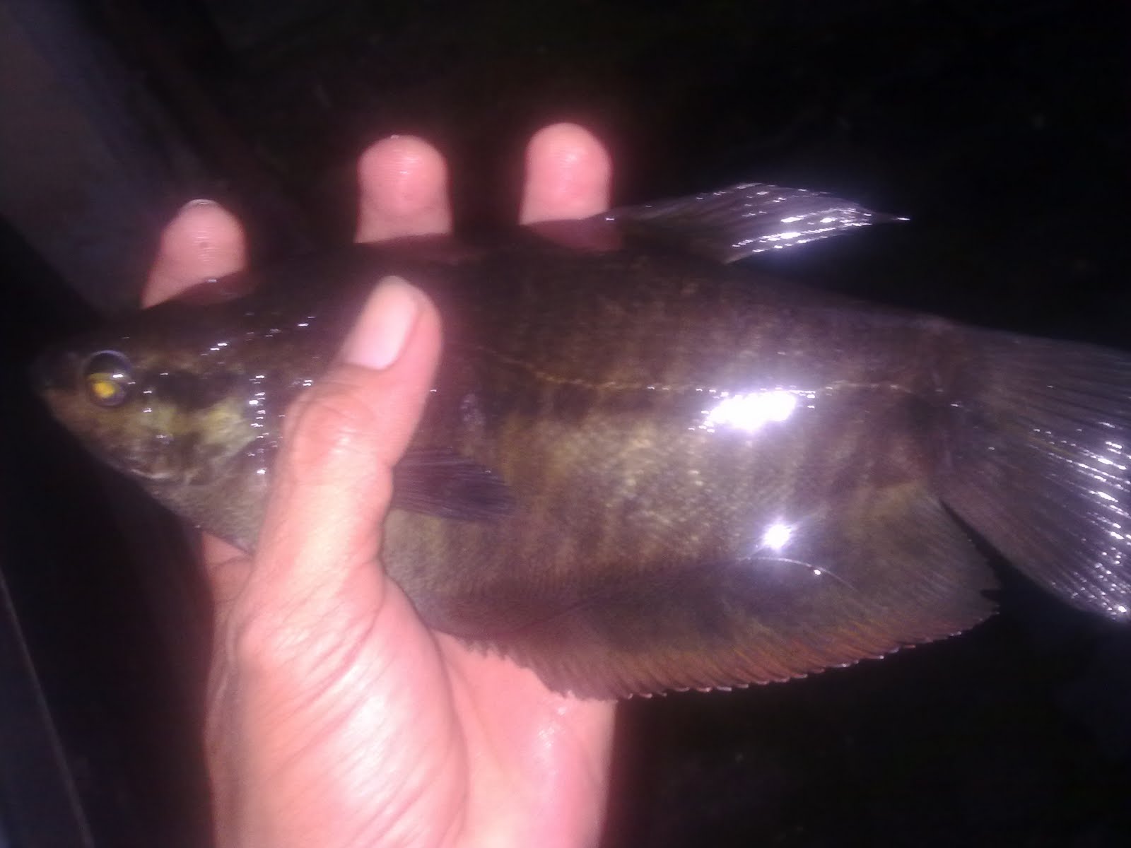 Cara Membuat Umpan Ikan Sepat Siam