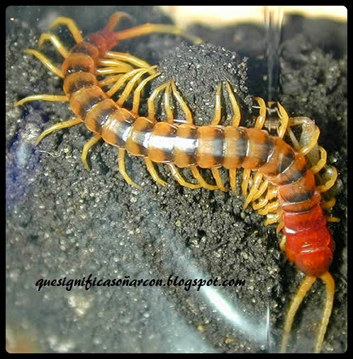 QUE SIGNIFICA SOÑAR CON CIEMPIÉS