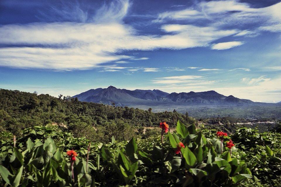 Kopi Gayo Aceh Komoditas Kopi Termahal Di Dunia | Nanggroe Aceh