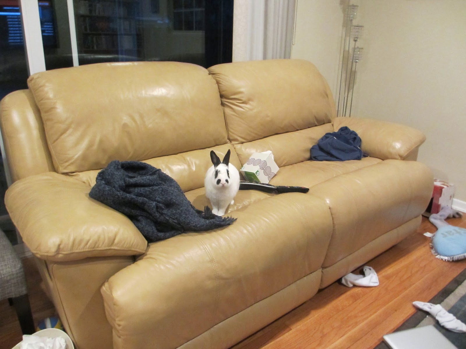 Justine's Blog: How to Raise a Perfect Pet Rabbit