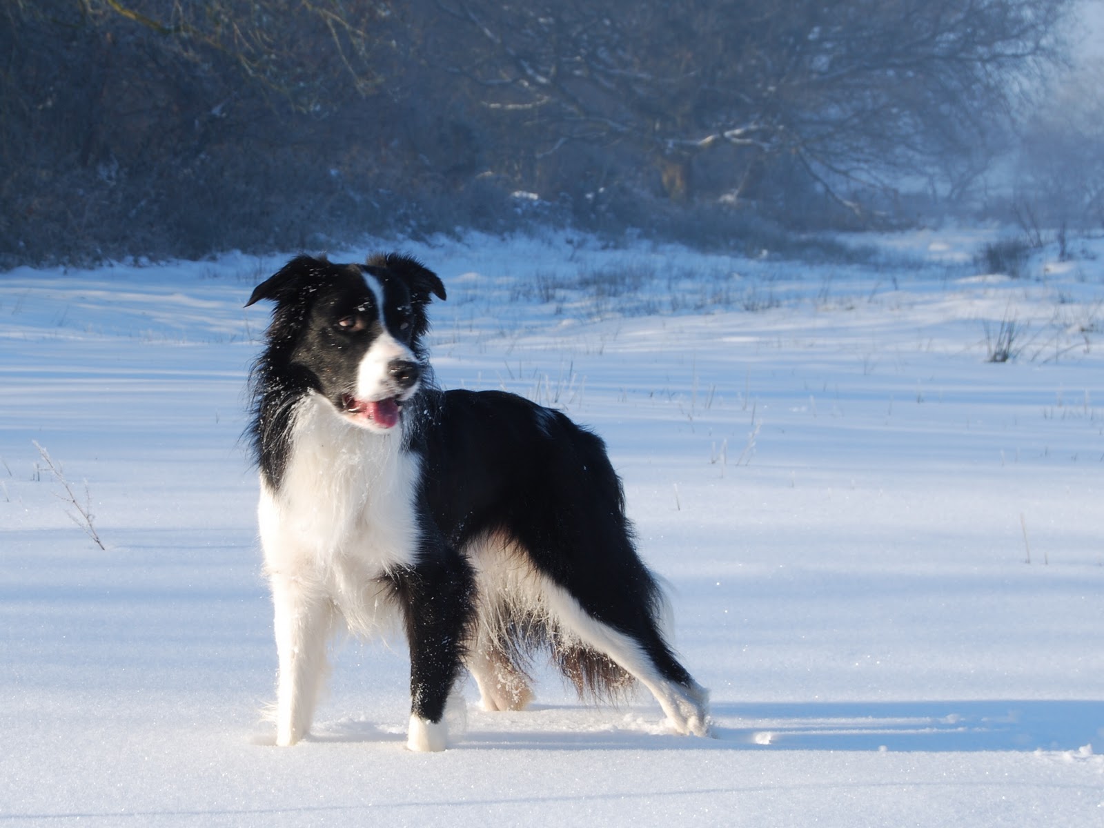 Devongem Border Collies