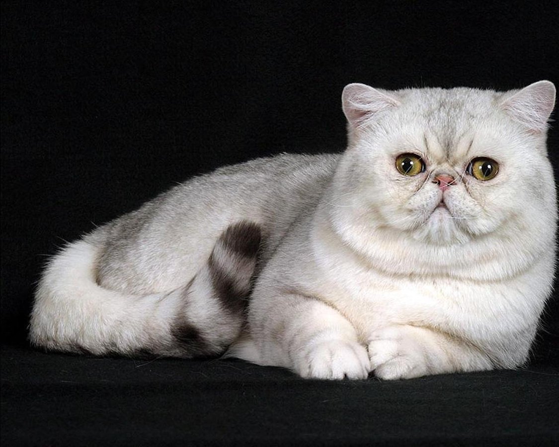 Nós, os Cachorros - No Japão: Raças de Gato: Exótico – Exotic Shorthair