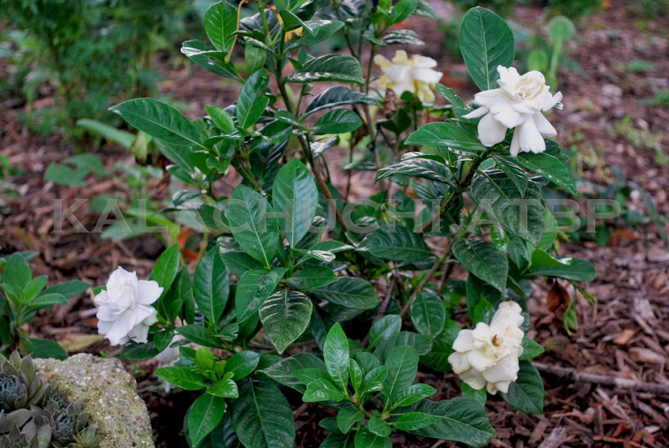 Kalachuchi Atbp: Rosal (Gardenia)