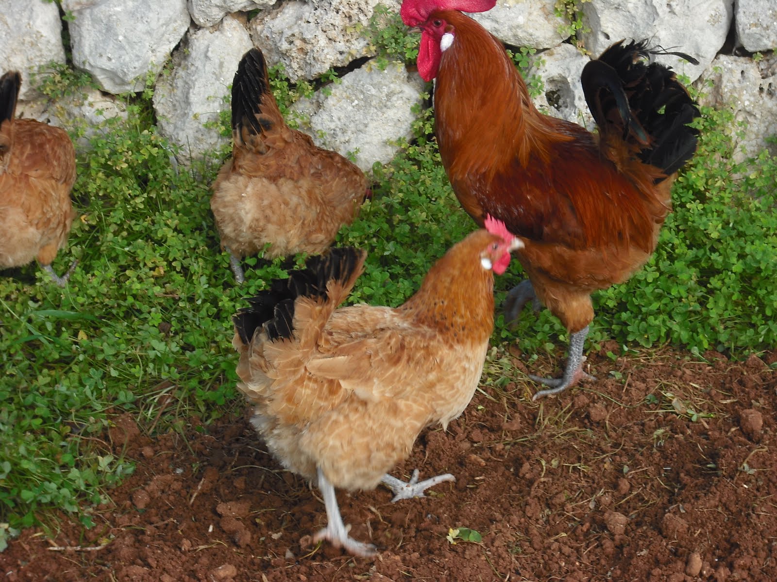 Gallina pica pica Menorca