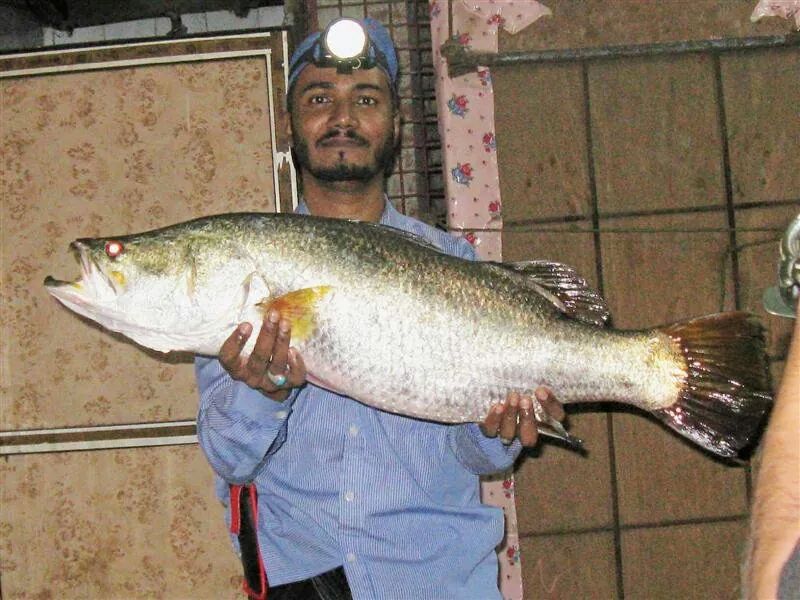 lets go fishing: Lets Go Fishing